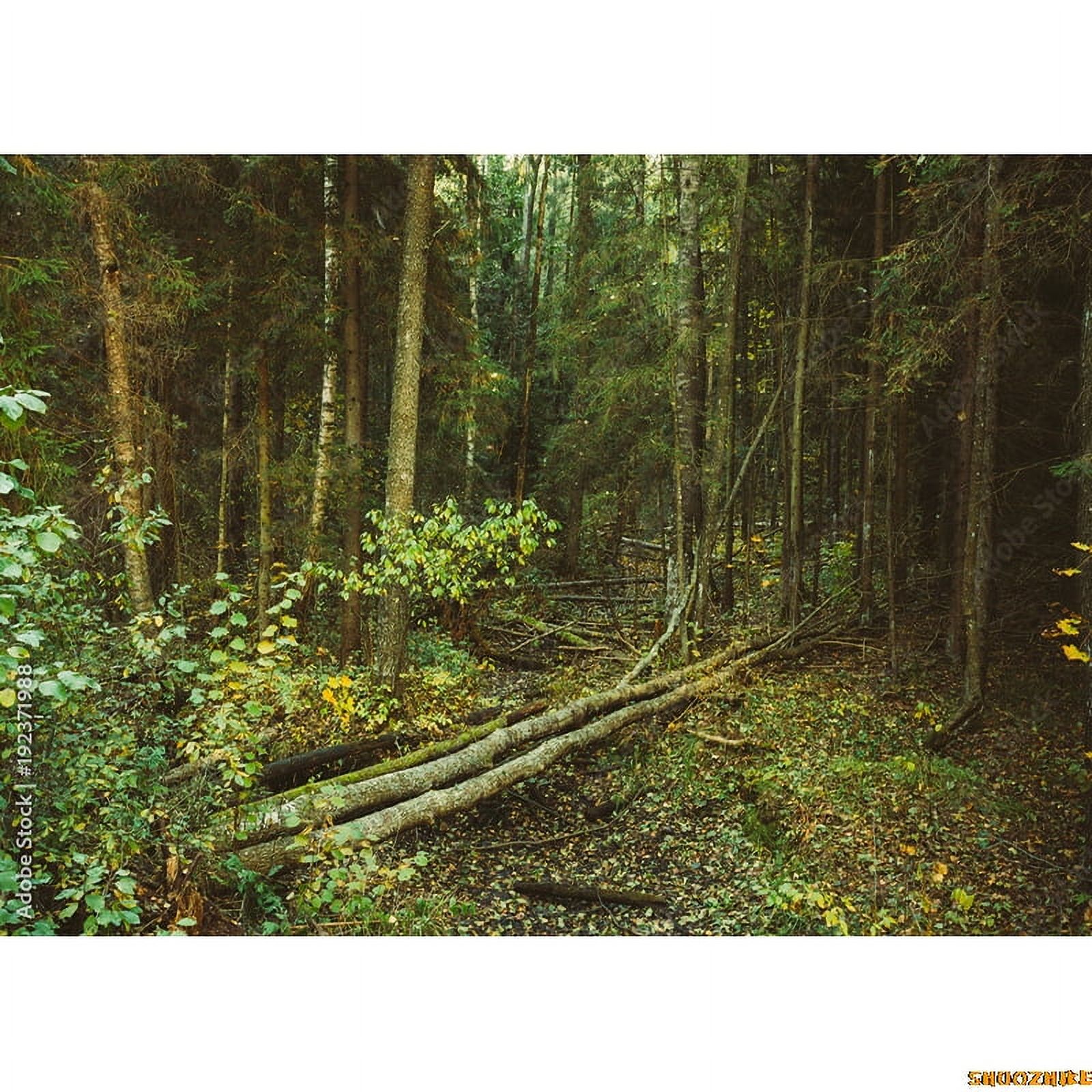 Fall Trees In Gre Virgin Coniferous Forest Photography Backdrops Props ...