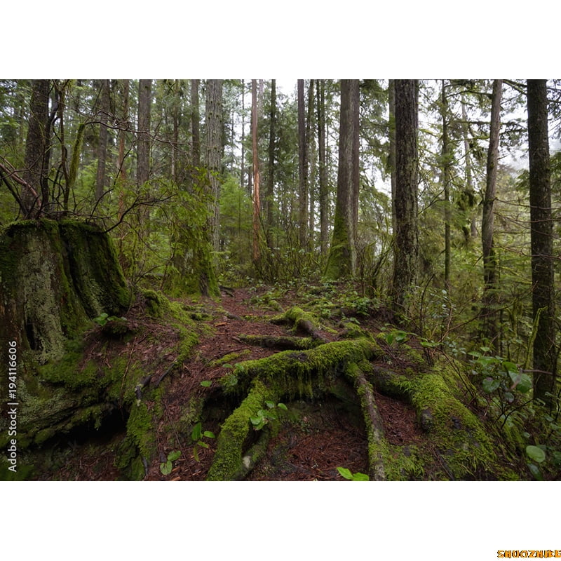 Fall Trees In Gre Virgin Coniferous Forest Photography Backdrops Props ...