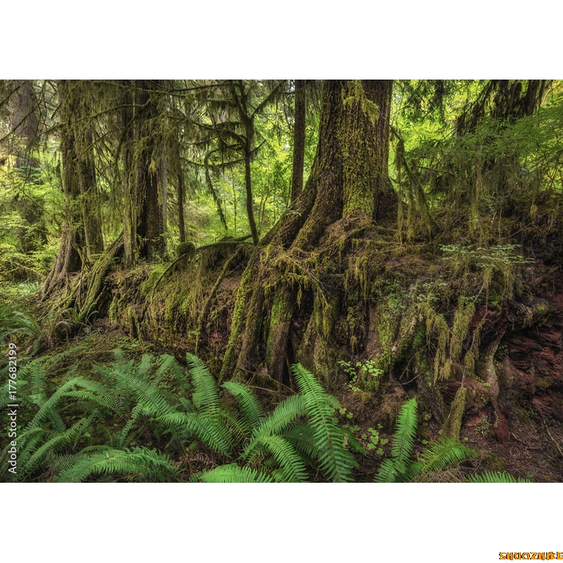 Fall Trees In Gre Virgin Coniferous Forest Photography Backdrops Props ...