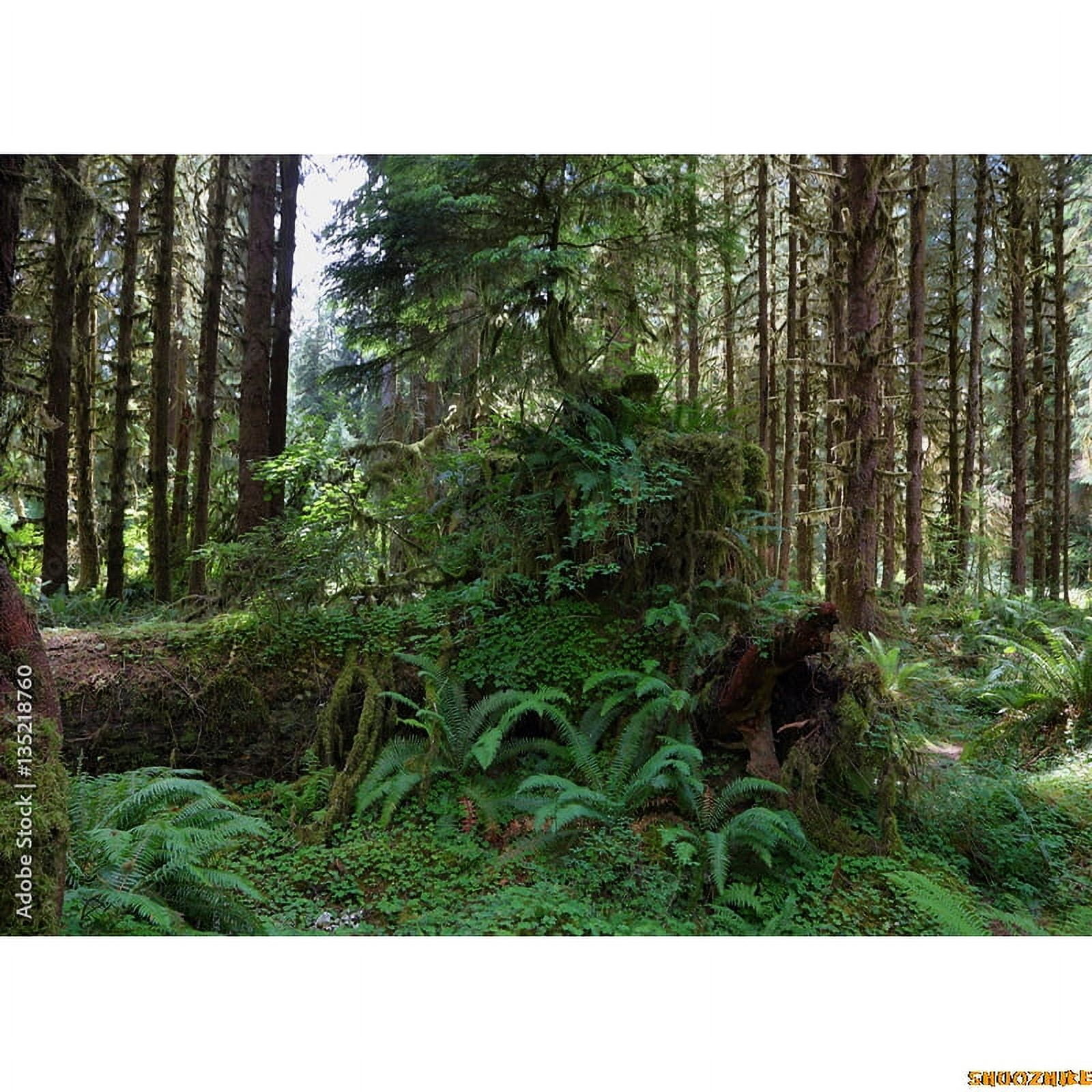 Fall Trees In Gre Virgin Coniferous Forest Photography Backdrops Props ...