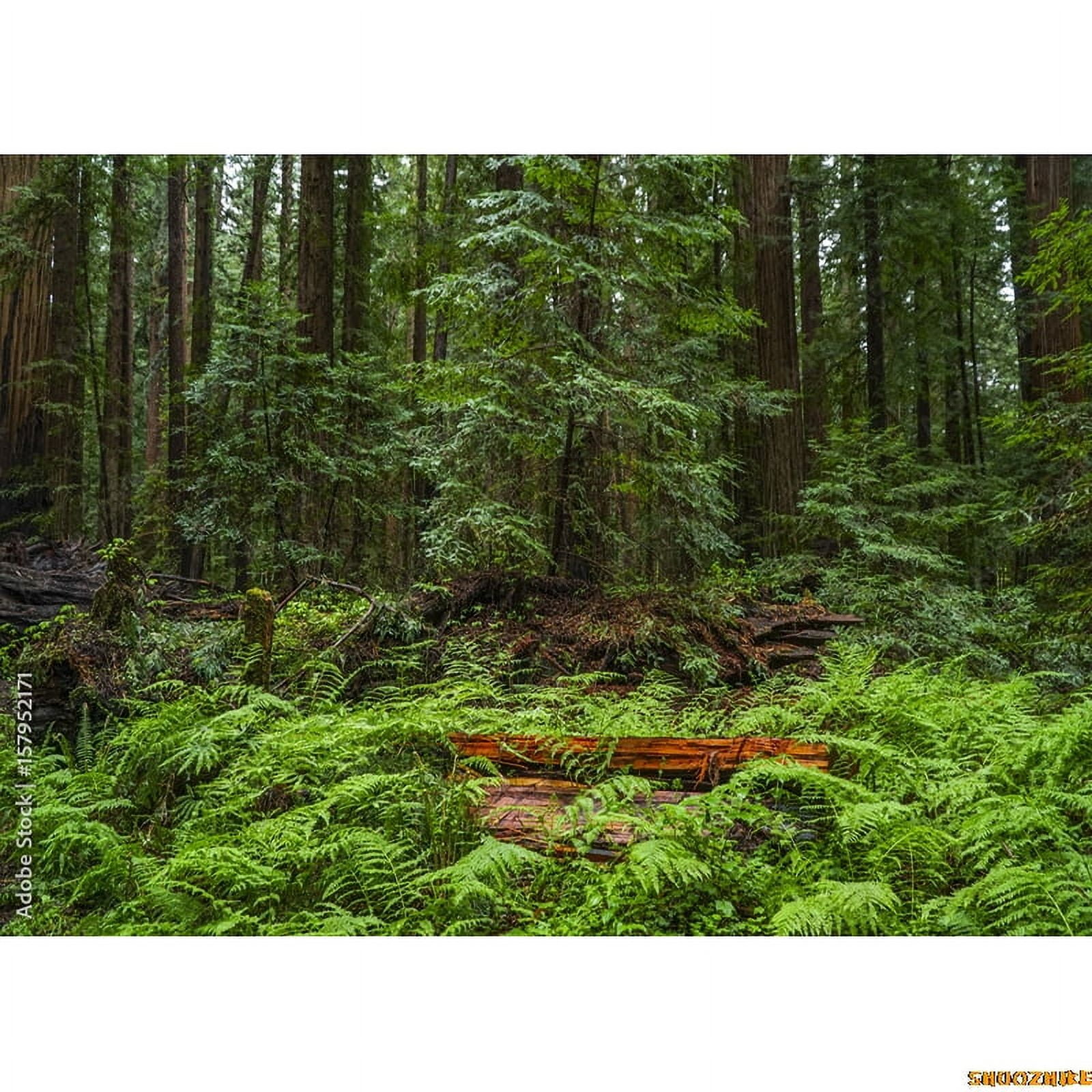 Fall Trees In Gre Virgin Coniferous Forest Photography Backdrops Props ...