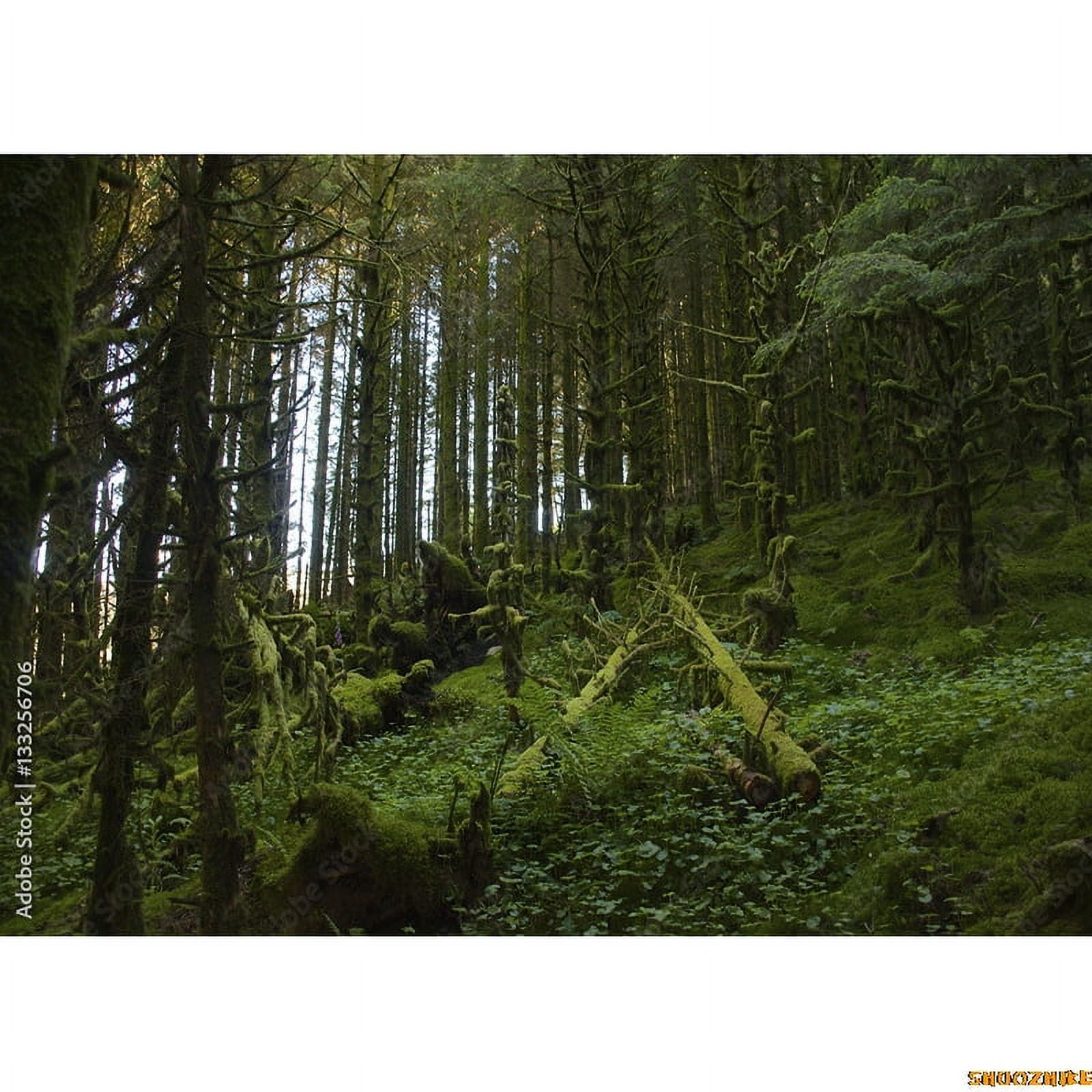 Fall Trees In Gre Virgin Coniferous Forest Photography Backdrops Props ...