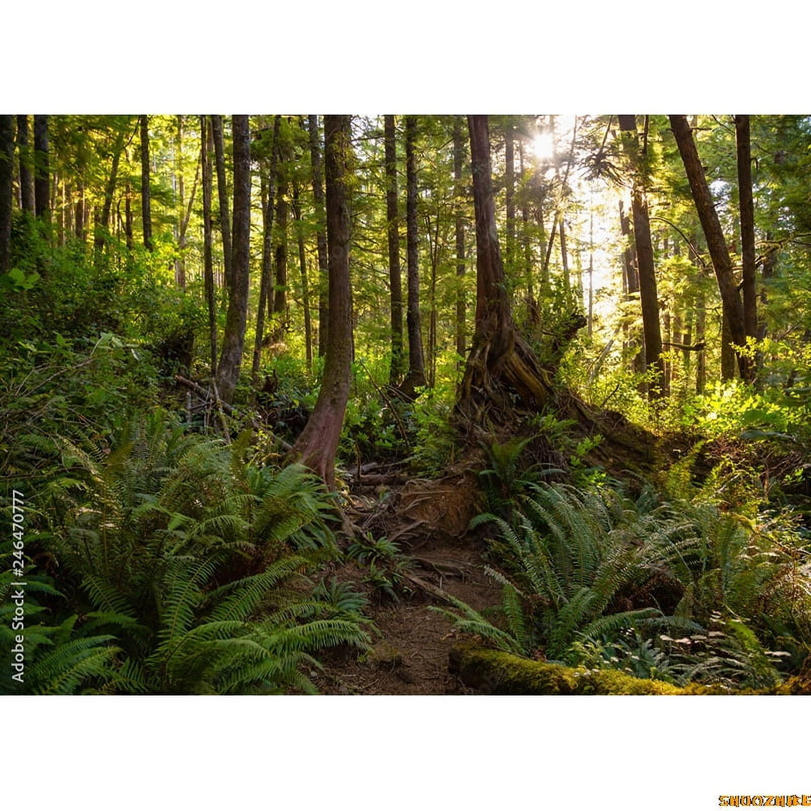 Fall Trees In Gre Virgin Coniferous Forest Photography Backdrops Props ...