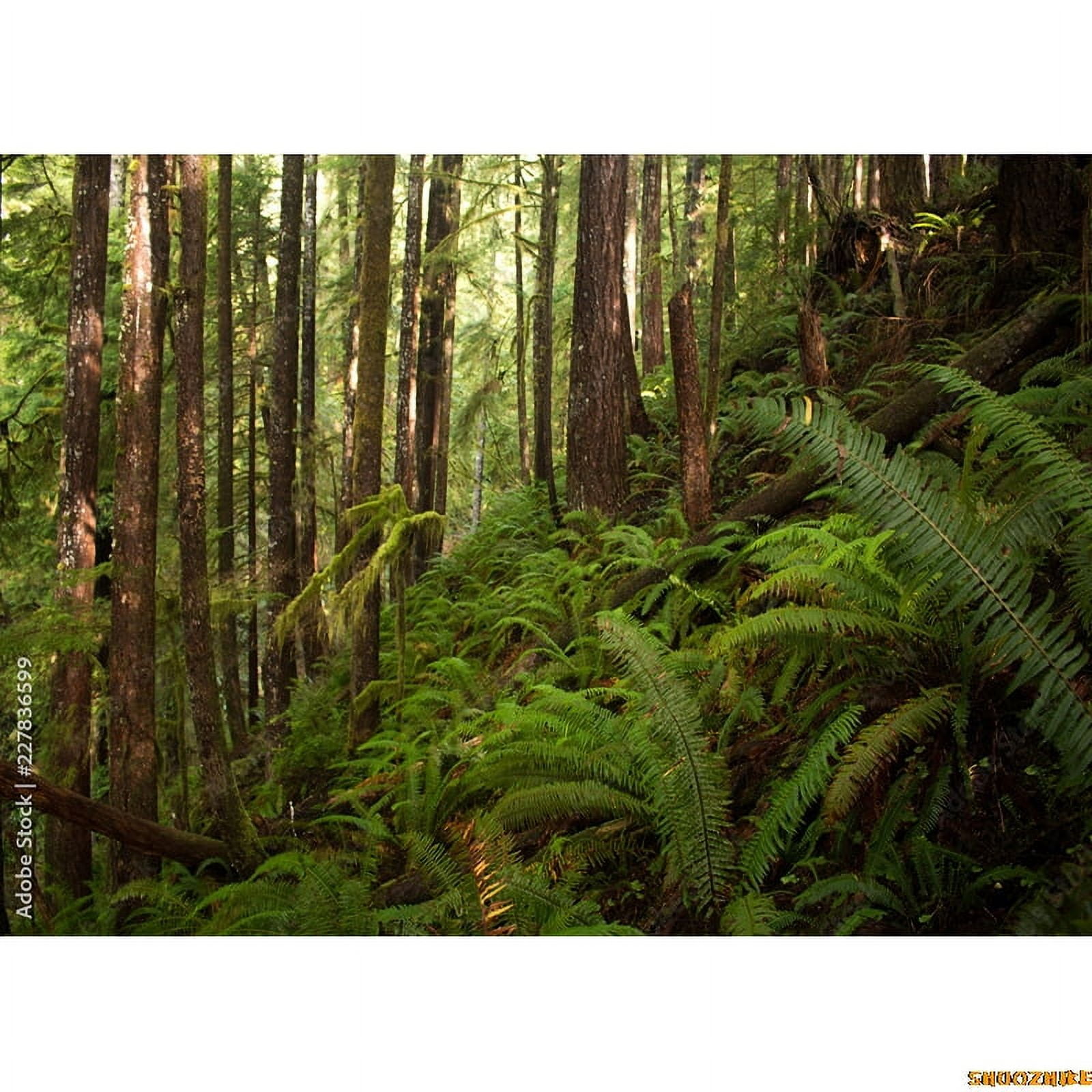 Fall Trees In Gre Virgin Coniferous Forest Photography Backdrops Props ...