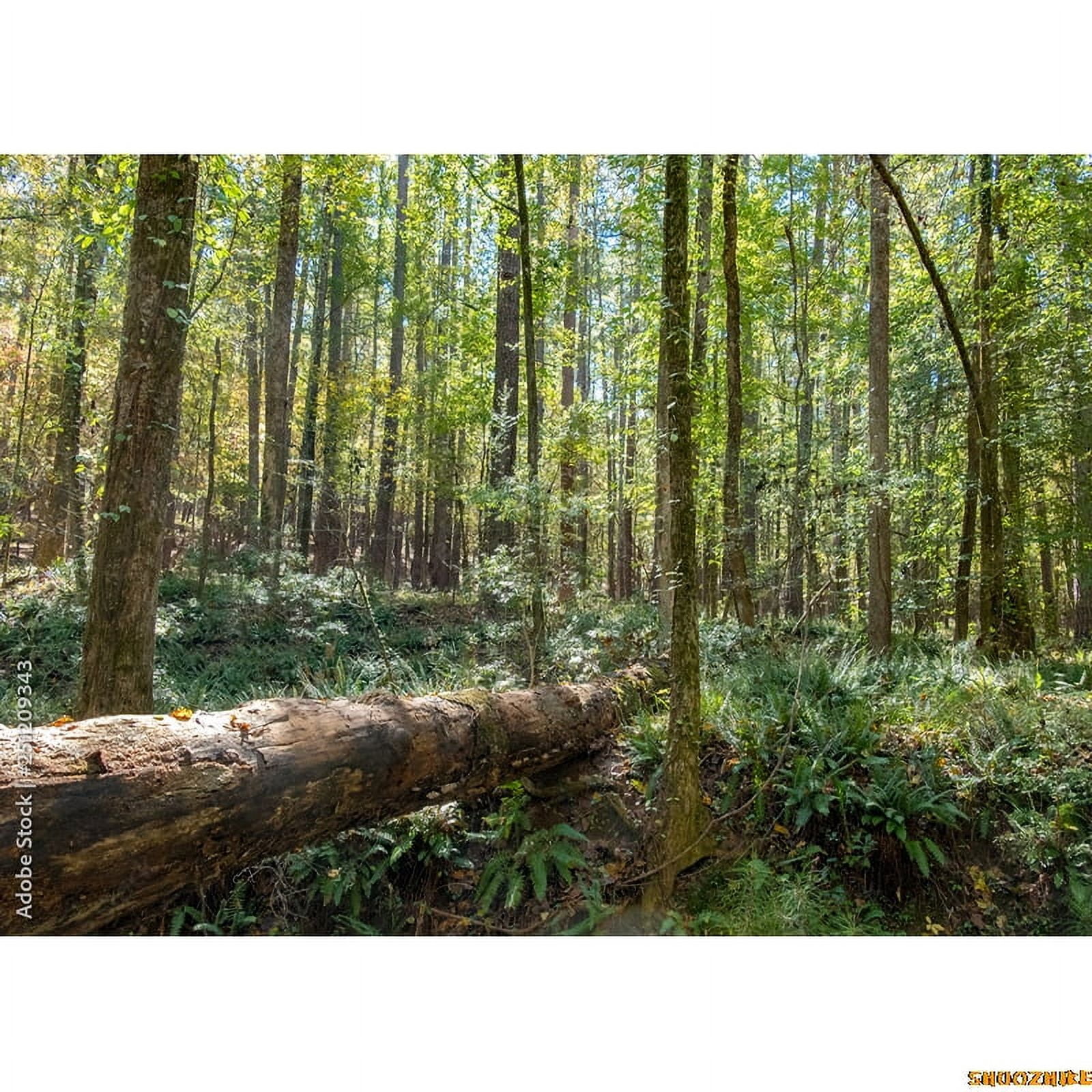 Fall Trees In Gre Virgin Coniferous Forest Photography Backdrops Props ...
