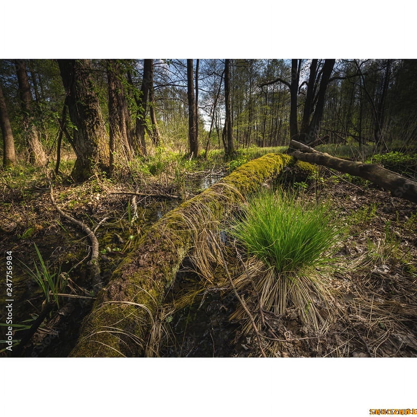 Fall Trees In Gre Virgin Coniferous Forest Photography Backdrops Props ...