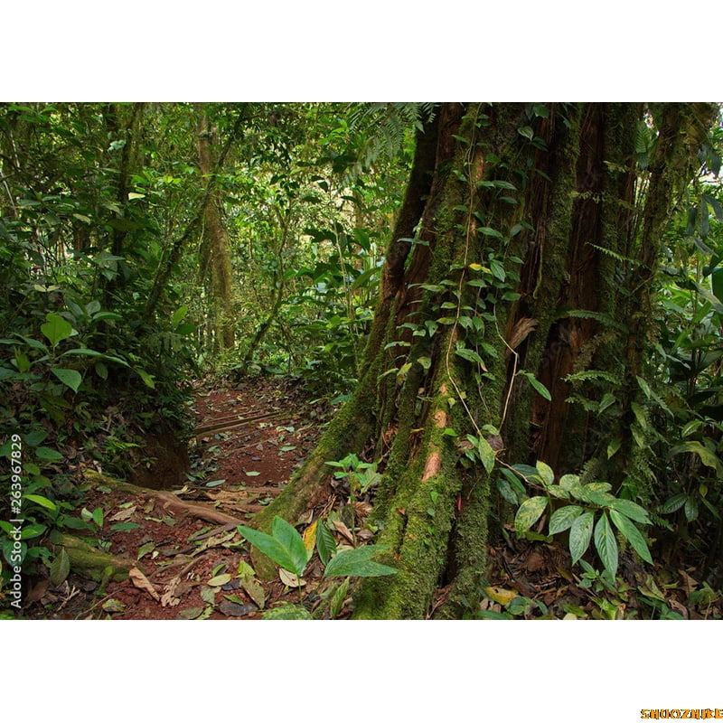 Fall Trees In Gre Virgin Coniferous Forest Photography Backdrops Props ...