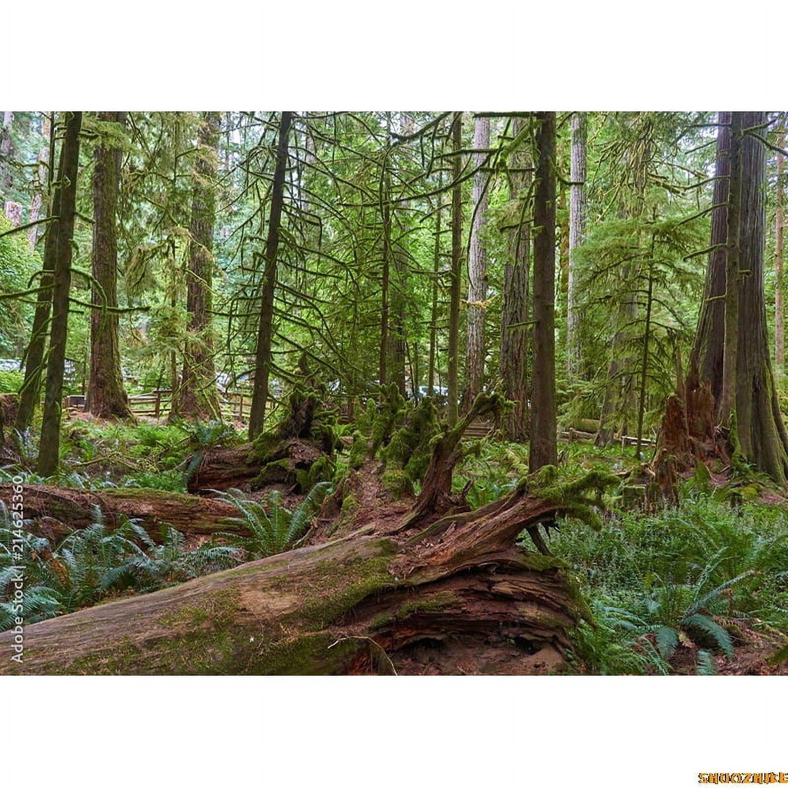 Fall Trees In Gre Virgin Coniferous Forest Photography Backdrops Props ...