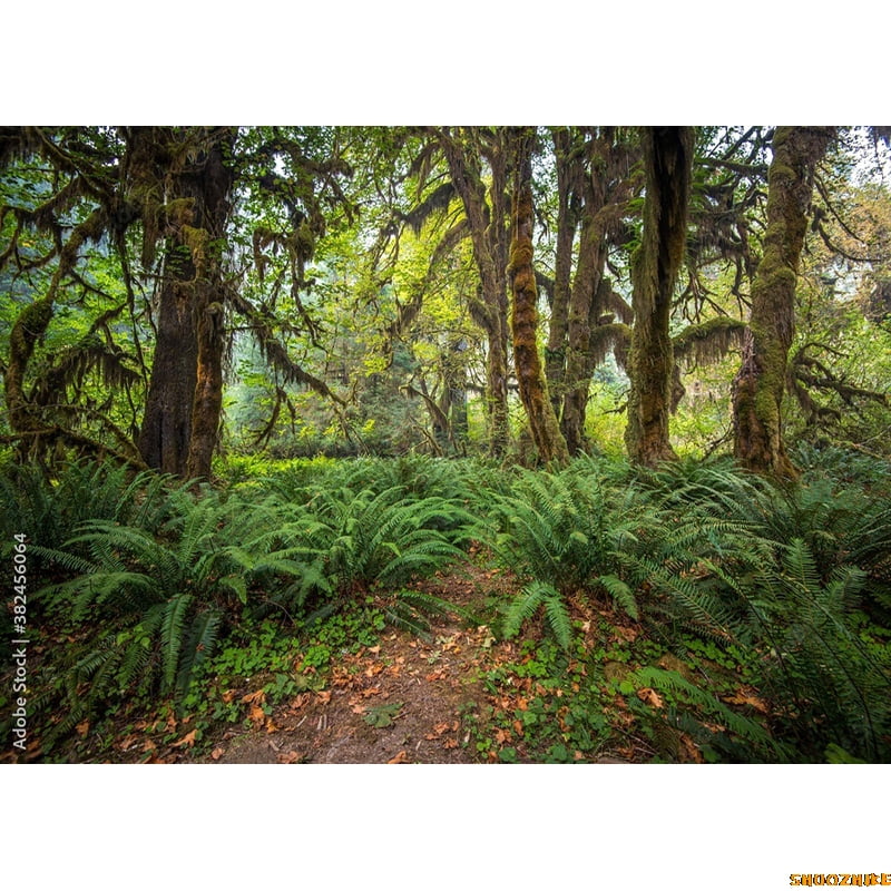 Fall Trees In Gre Virgin Coniferous Forest Photography Backdrops Props ...
