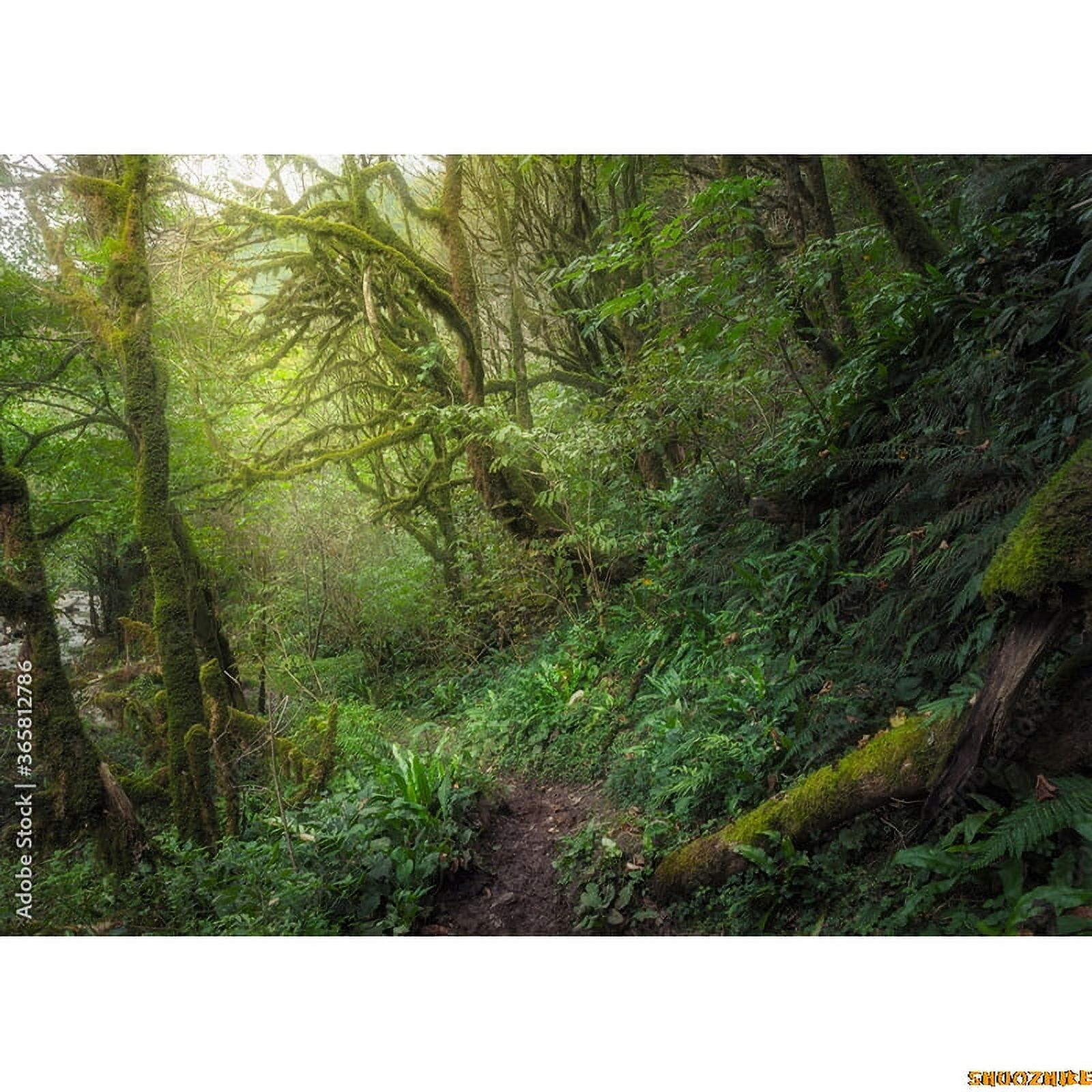 Fall Trees In Gre Virgin Coniferous Forest Photography Backdrops Props ...