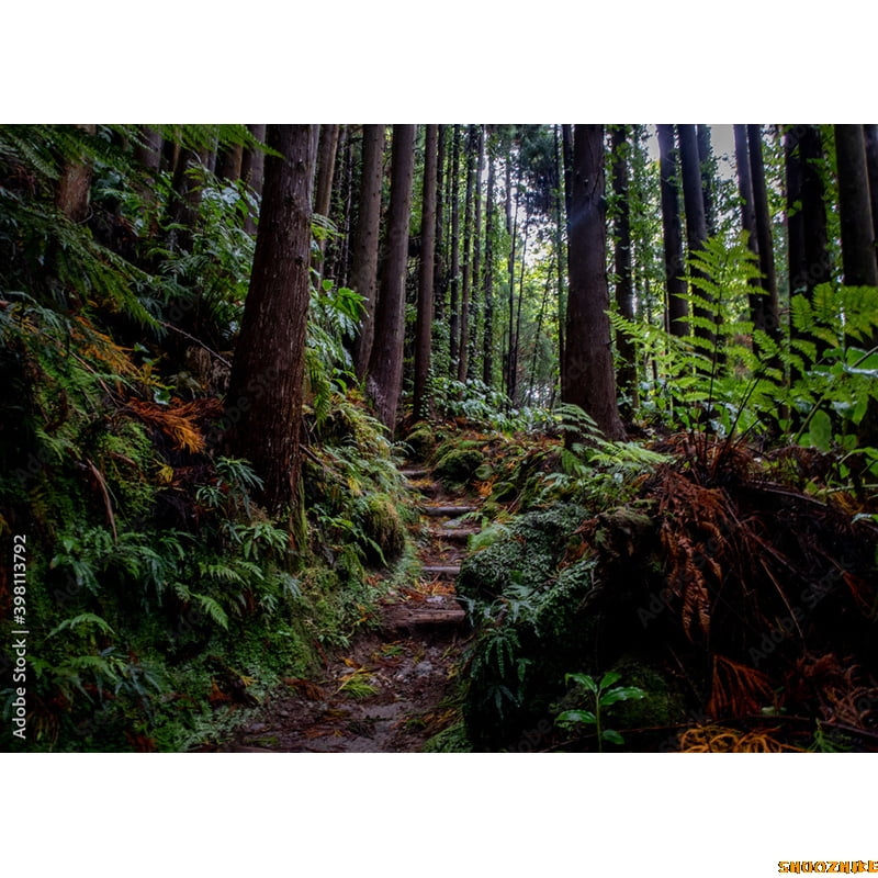 Fall Trees In Gre Virgin Coniferous Forest Photography Backdrops Props ...