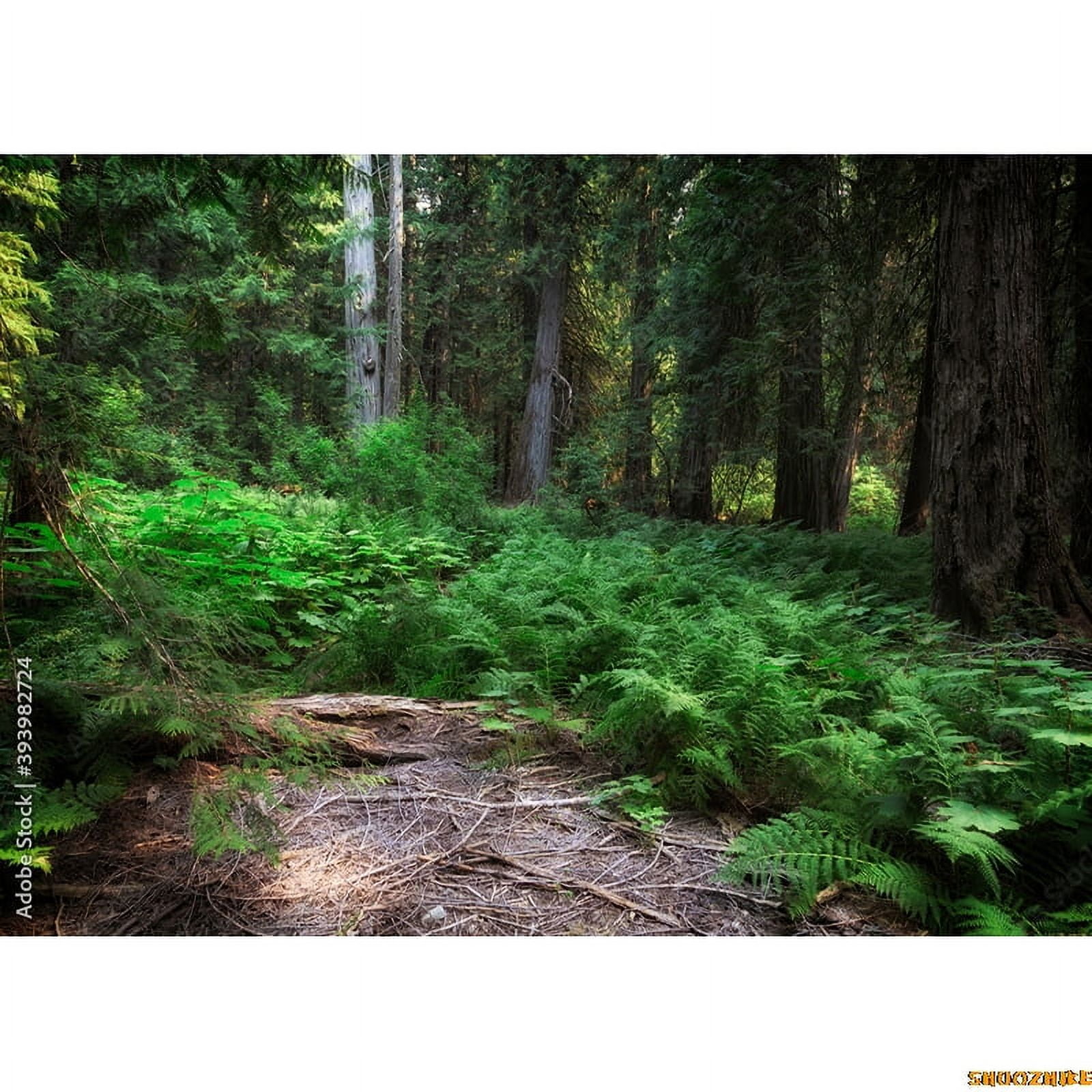 Fall Trees In Gre Virgin Coniferous Forest Photography Backdrops Props ...