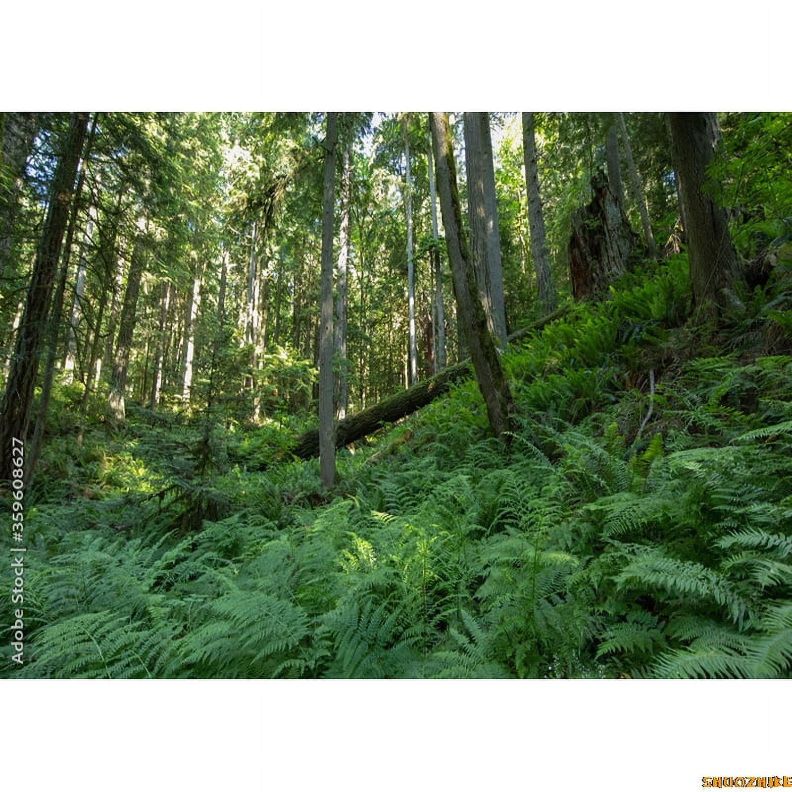 Fall Trees In Gre Virgin Coniferous Forest Photography Backdrops Props ...