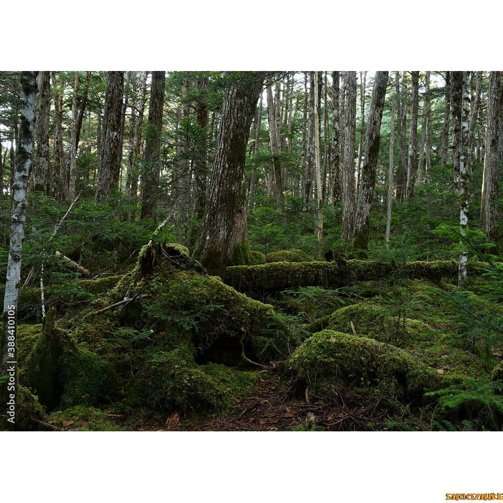 Fall Trees In Gre Virgin Coniferous Forest Photography Backdrops Props ...