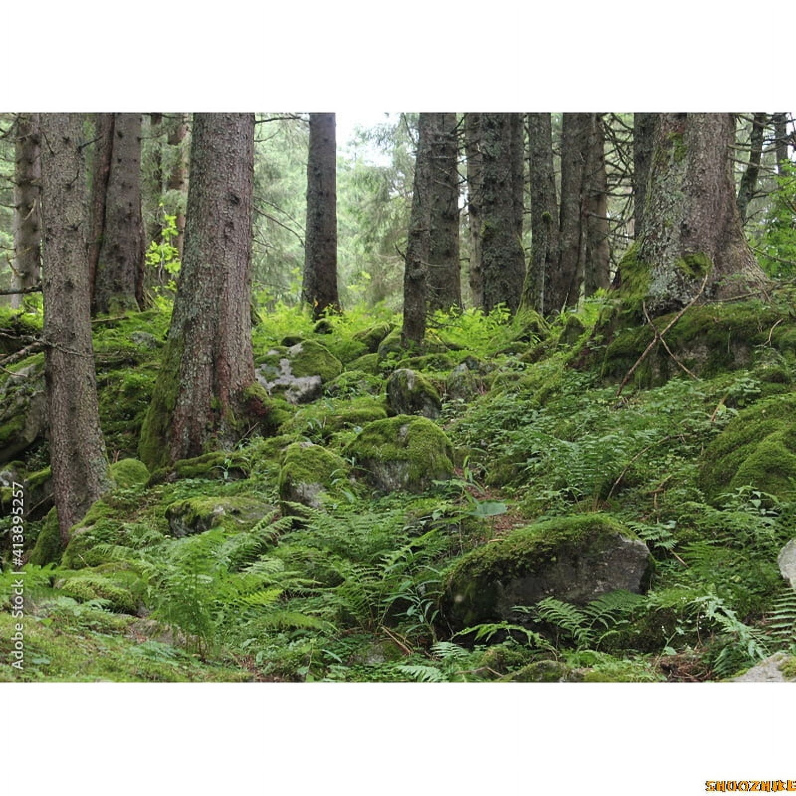 Fall Trees In Gre Virgin Coniferous Forest Photography Backdrops Props ...