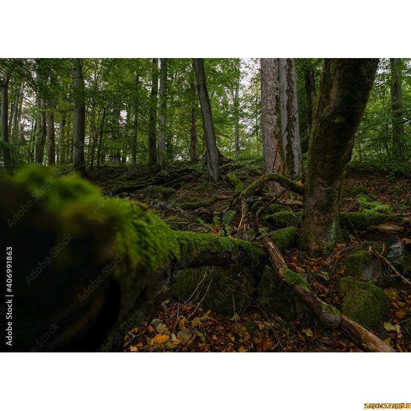 Fall Trees In Gre Virgin Coniferous Forest Photography Backdrops Props ...