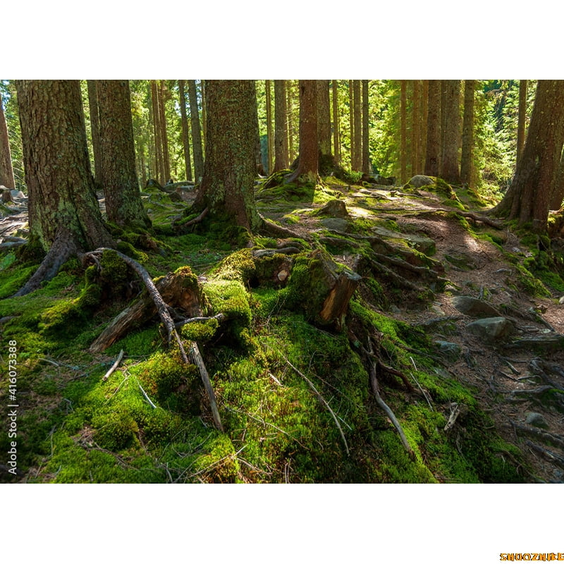 Fall Trees In Gre Virgin Coniferous Forest Photography Backdrops Props ...