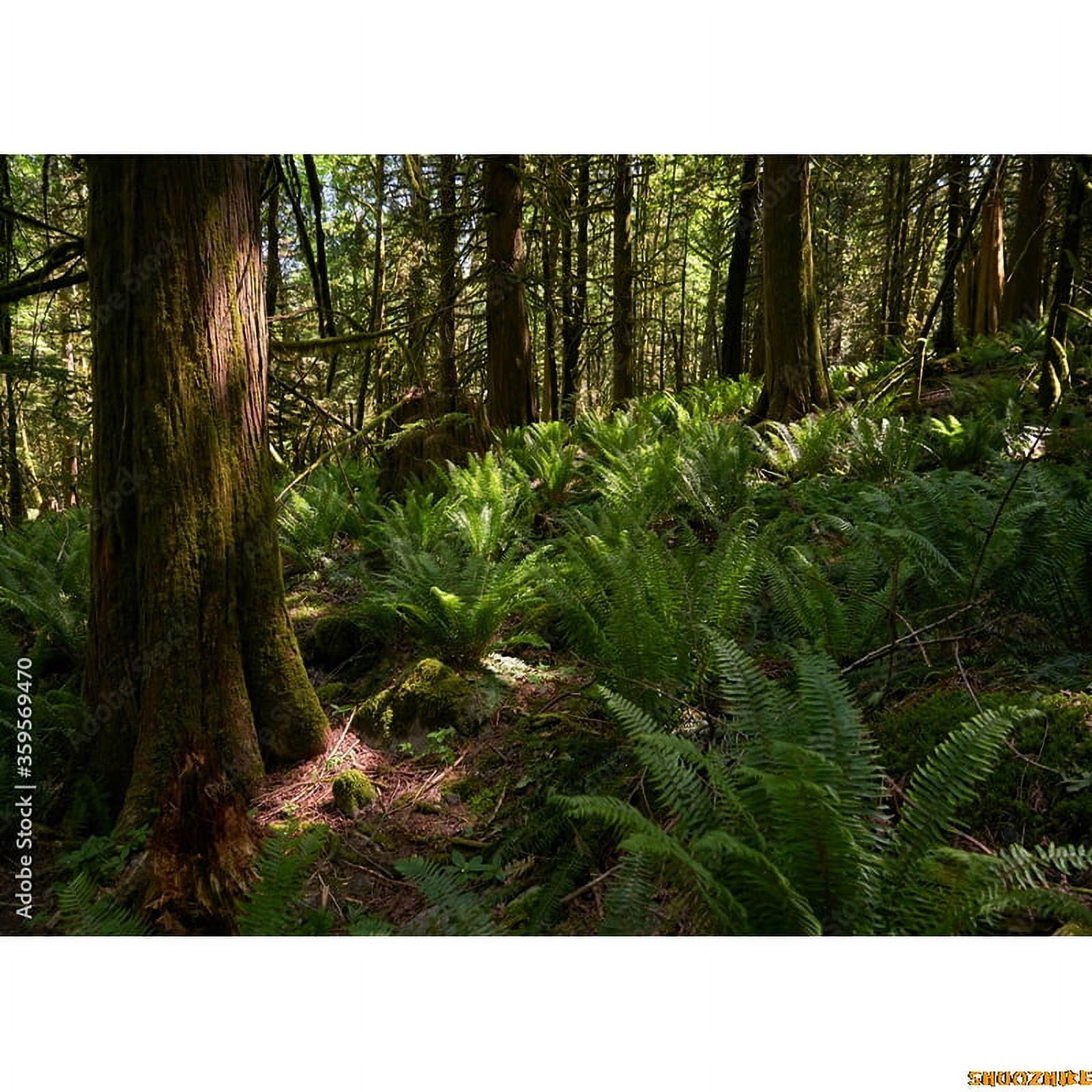 Fall Trees In Gre Virgin Coniferous Forest Photography Backdrops Props ...