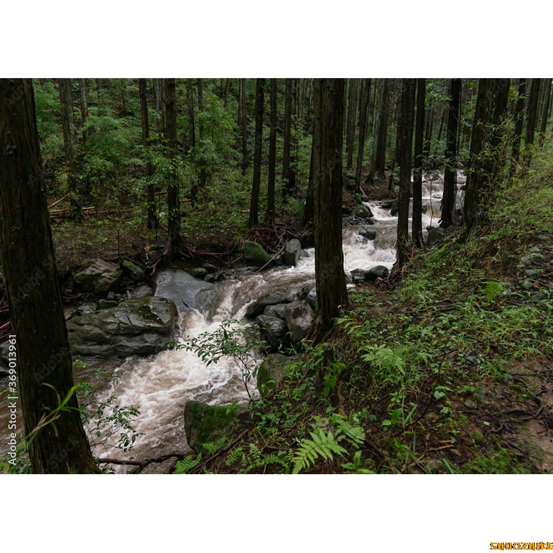 Fall Trees In Gre Virgin Coniferous Forest Photography Backdrops Props ...