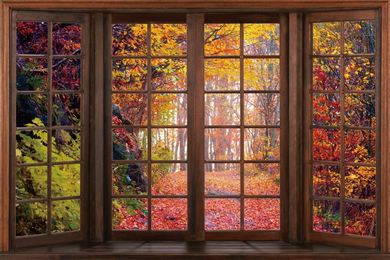Fall Window Scenery Nature Forest Backdrop Golden Defoliation Harvest ...