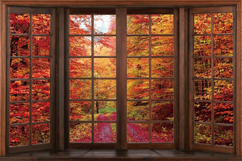 Fall Window Scenery Nature Forest Backdrop Golden Defoliation Harvest ...