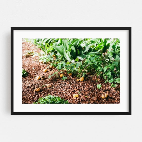 Fallen Fruit - Photography Garden Botanical Nature Fruit Rustic Forest ...