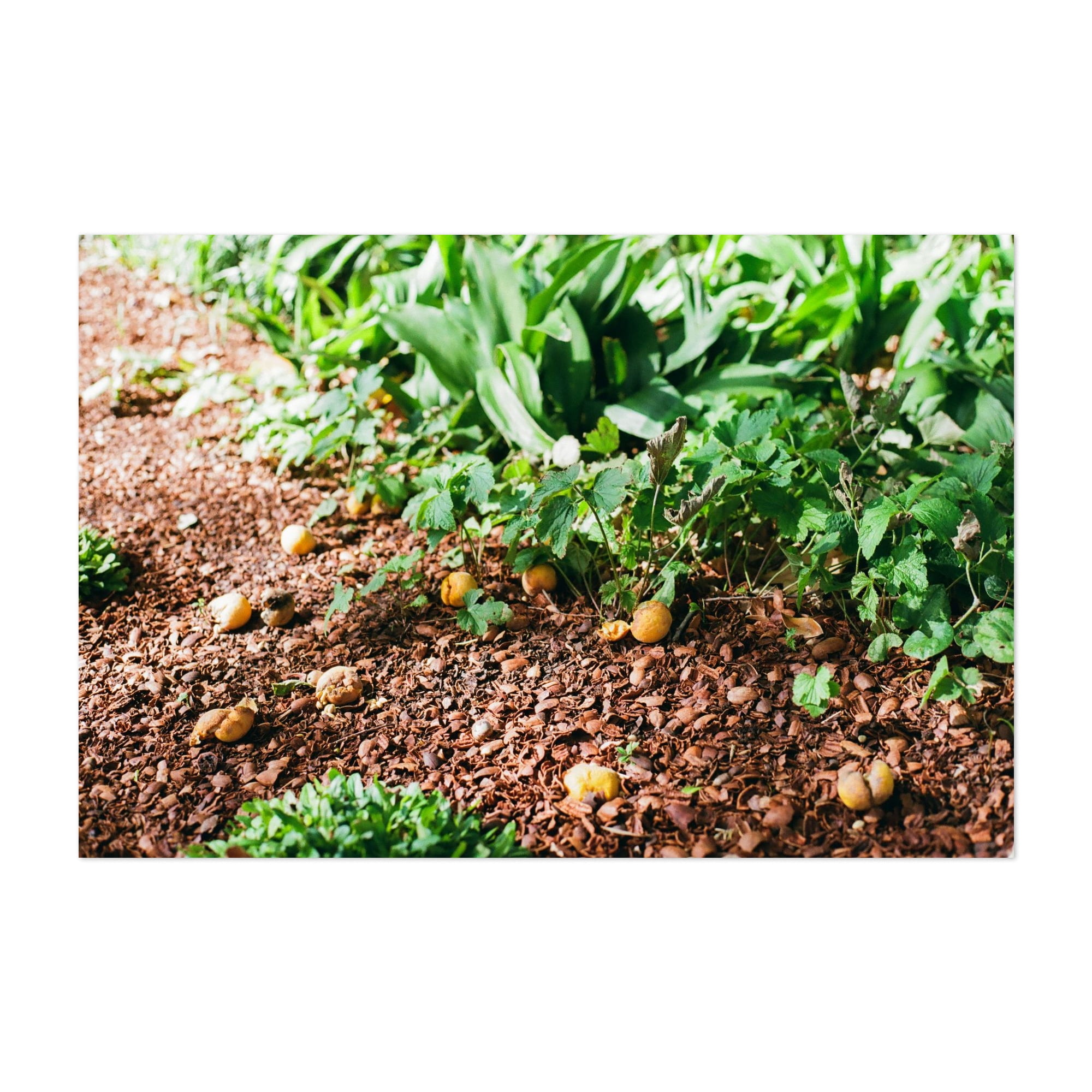 Fallen Fruit - Photography Garden Botanical Nature Fruit Rustic Forest ...