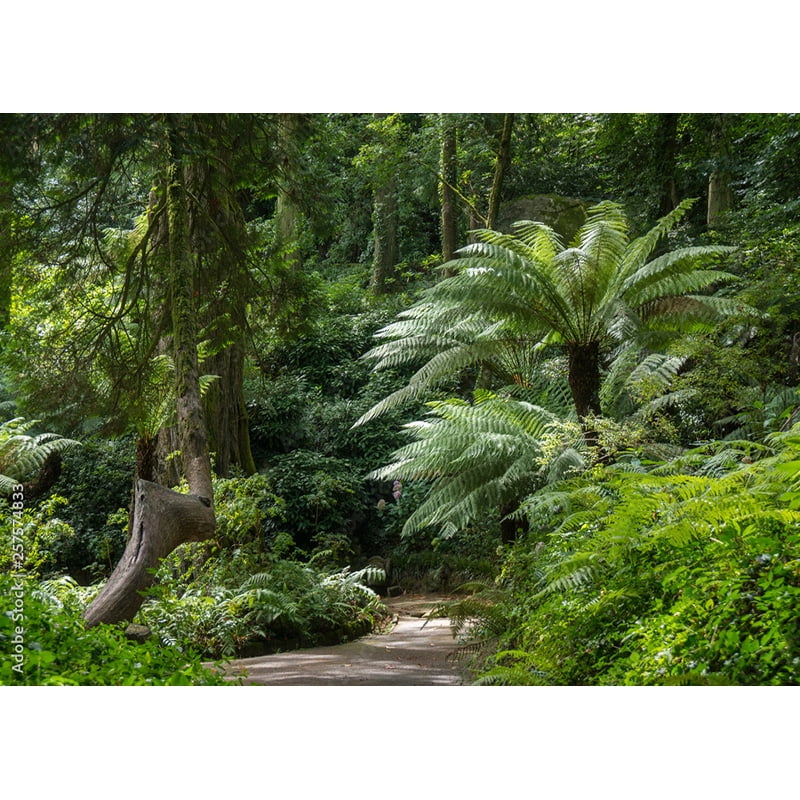 Fallen Trees In Green Virgin Coniferous Forest Photography Backdrops ...