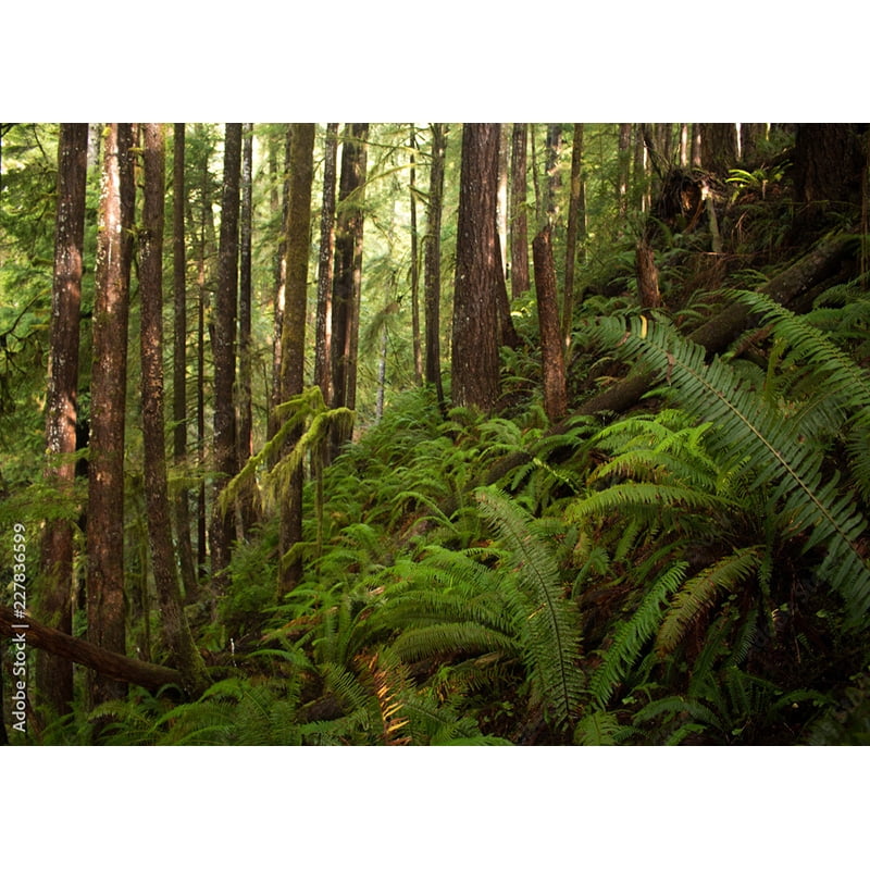 Fallen Trees In Green Virgin Coniferous Forest Photography Backdrops ...