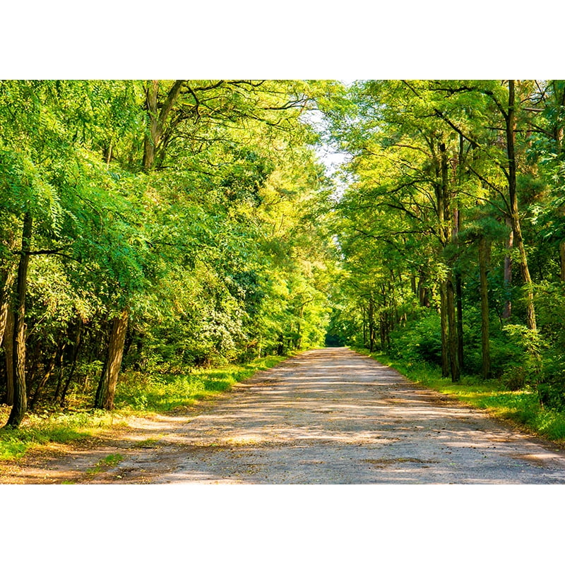 Fallen Trees In Green Virgin Coniferous Forest Photography Backdrops ...