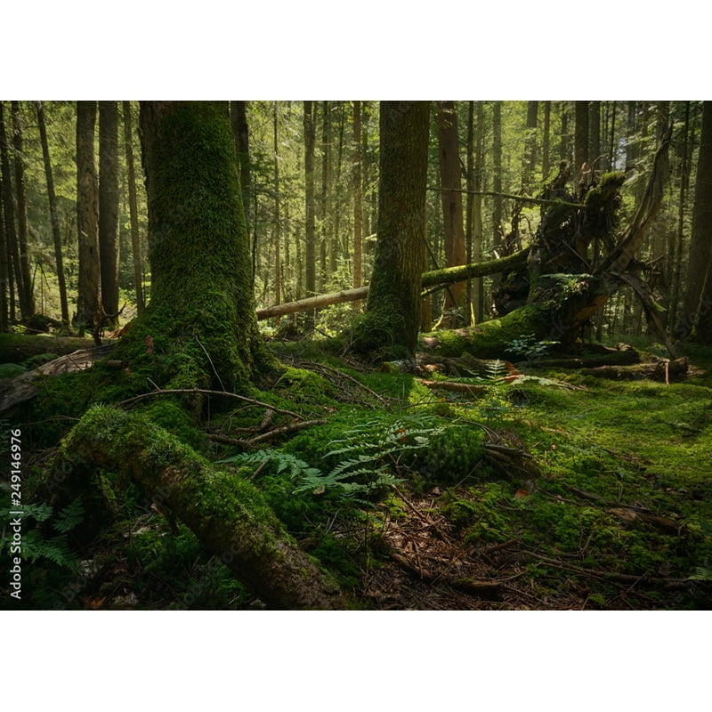 Fallen Trees In Green Virgin Coniferous Forest Photography Backdrops ...