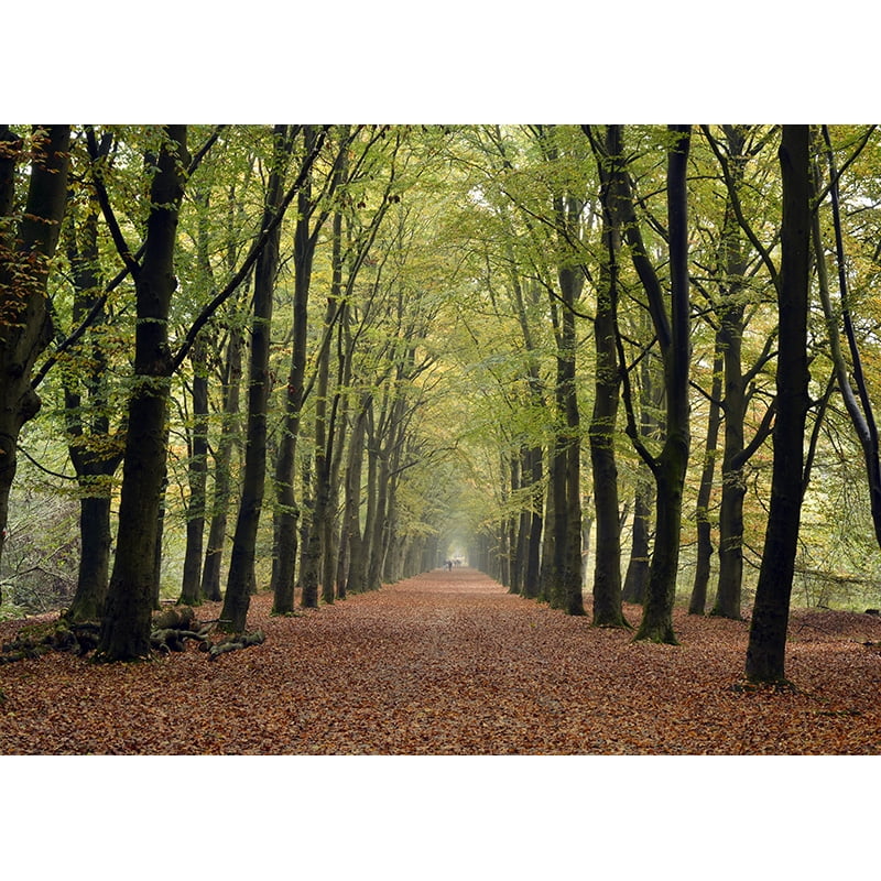 Fallen Trees In Green Virgin Coniferous Forest Photography Backdrops ...