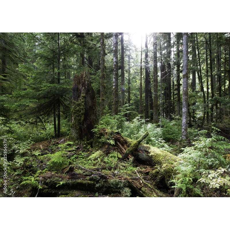 Fallen Trees In Green Virgin Coniferous Forest Photography Backdrops ...