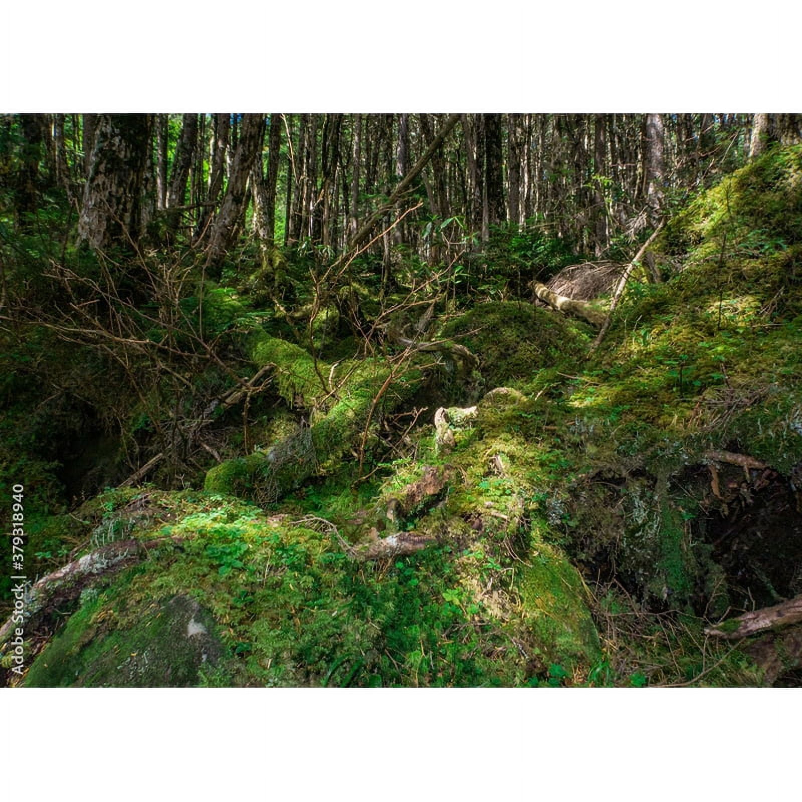 Fallen Trees In Green Virgin Coniferous Forest Photography Backdrops ...