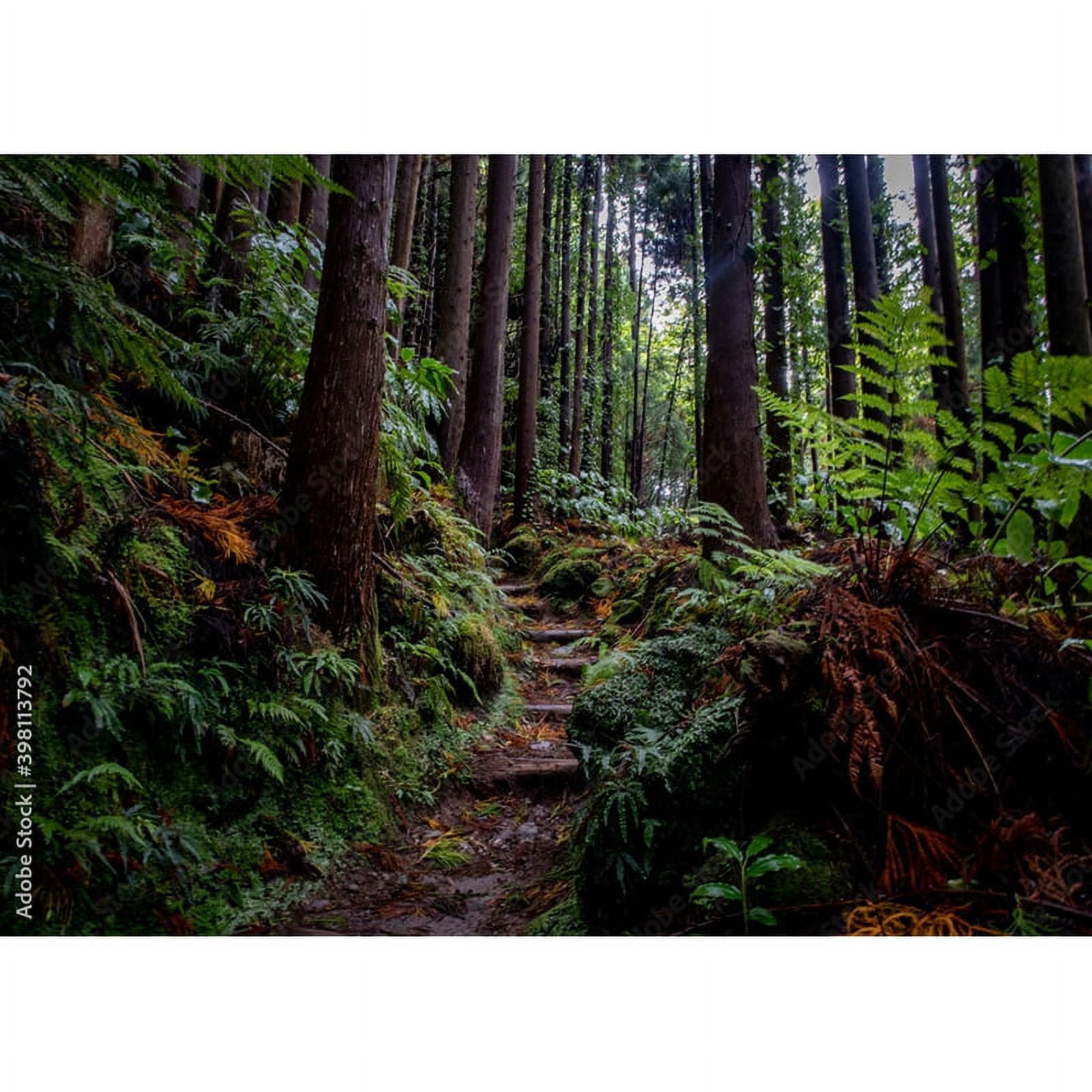Fallen Trees In Green Virgin Coniferous Forest Photography Backdrops ...