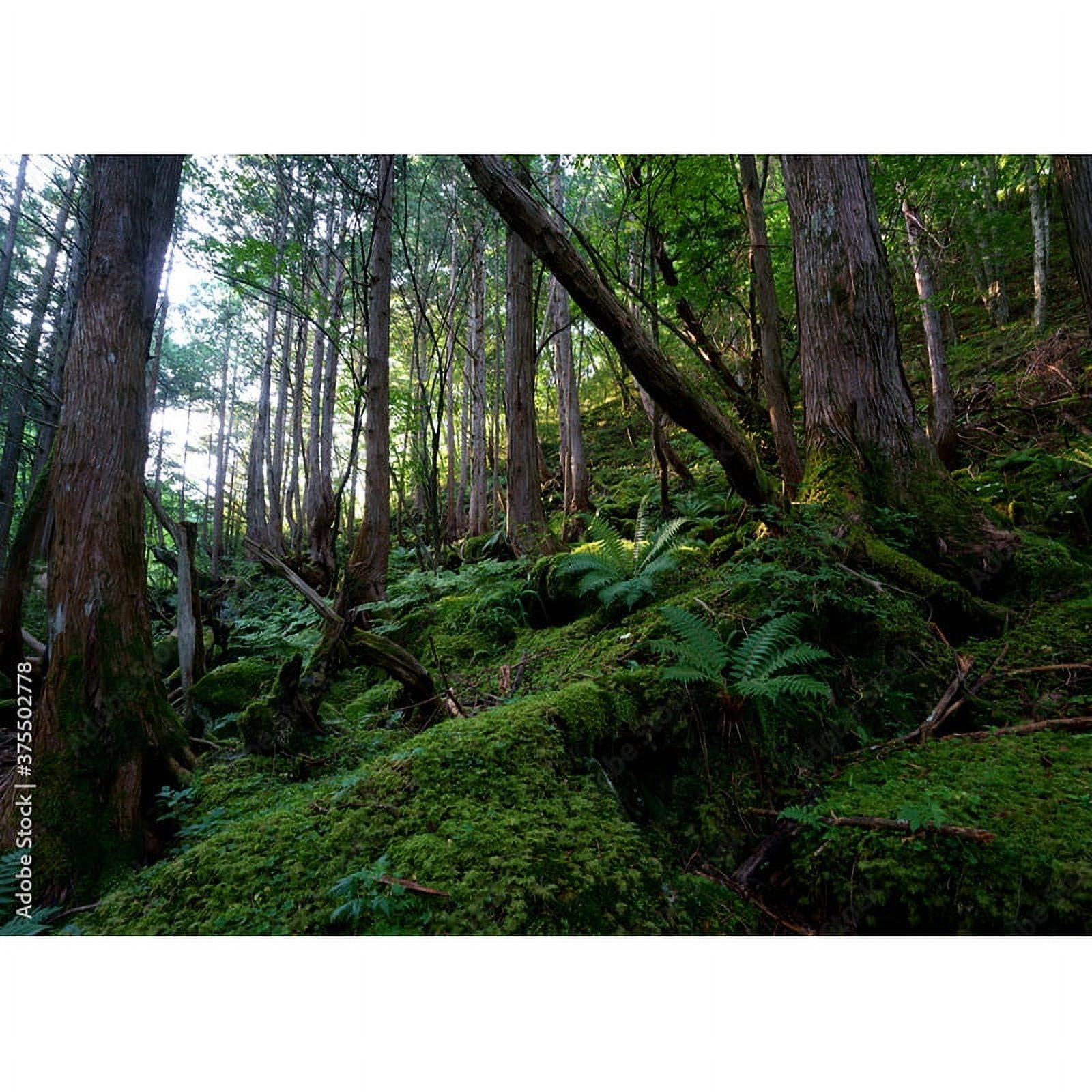 Fallen Trees In Green Virgin Coniferous Forest Photography Backdrops ...