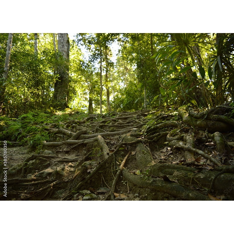 Fallen Trees In Green Virgin Coniferous Forest Photography Backdrops ...
