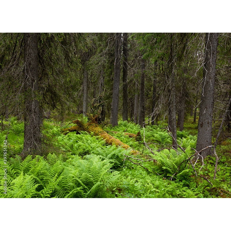 Fallen Trees In Green Virgin Coniferous Forest Photography Backdrops ...