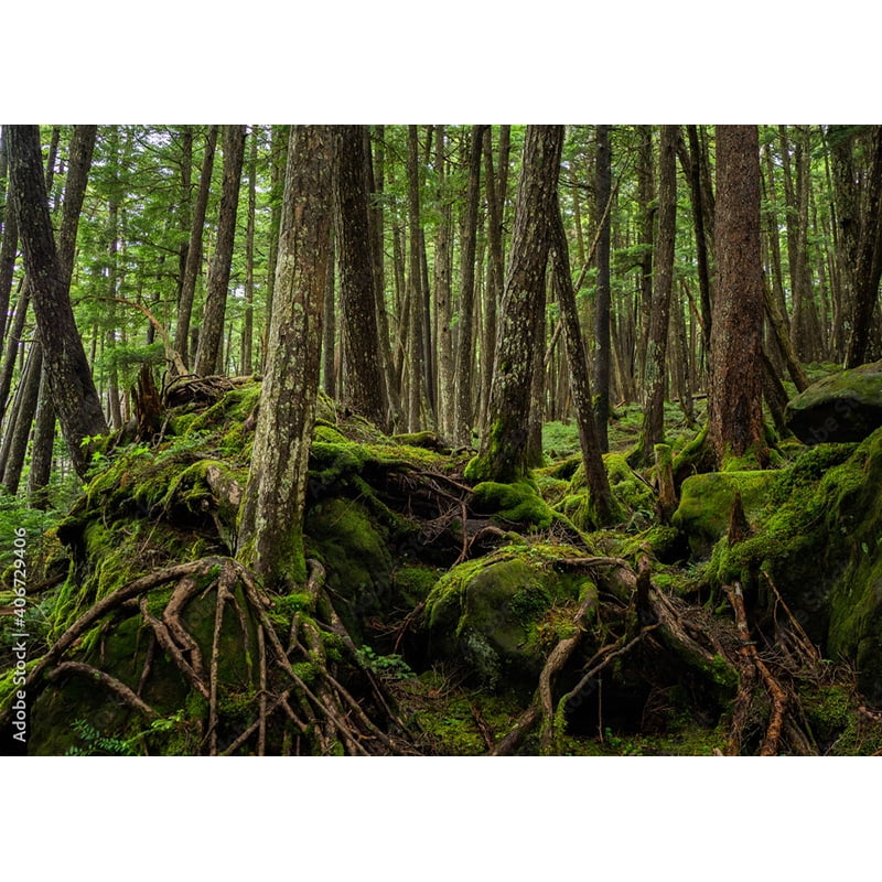 Fallen Trees In Green Virgin Coniferous Forest Photography Backdrops ...