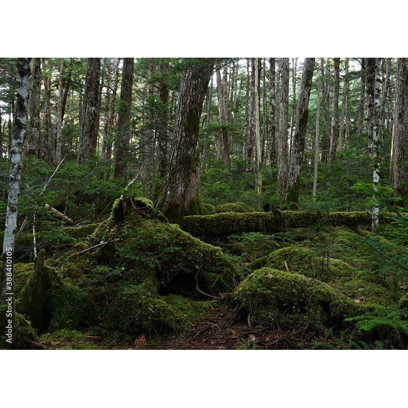 Fallen Trees In Green Virgin Coniferous Forest Photography Backdrops ...