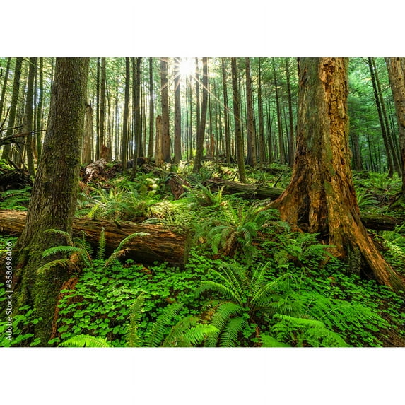Fallen Trees In Green Virgin Coniferous Forest Photography Backdrops ...