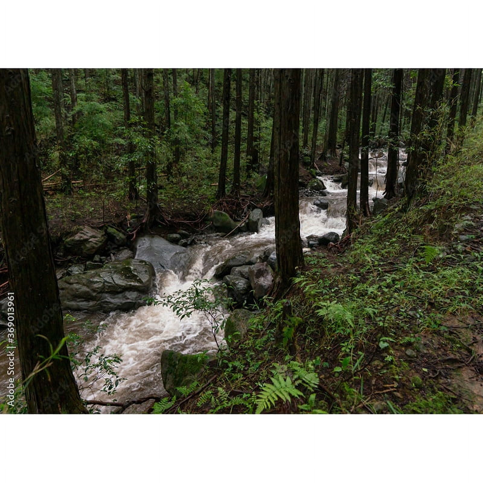 Fallen Trees In Green Virgin Coniferous Forest Photography Backdrops ...