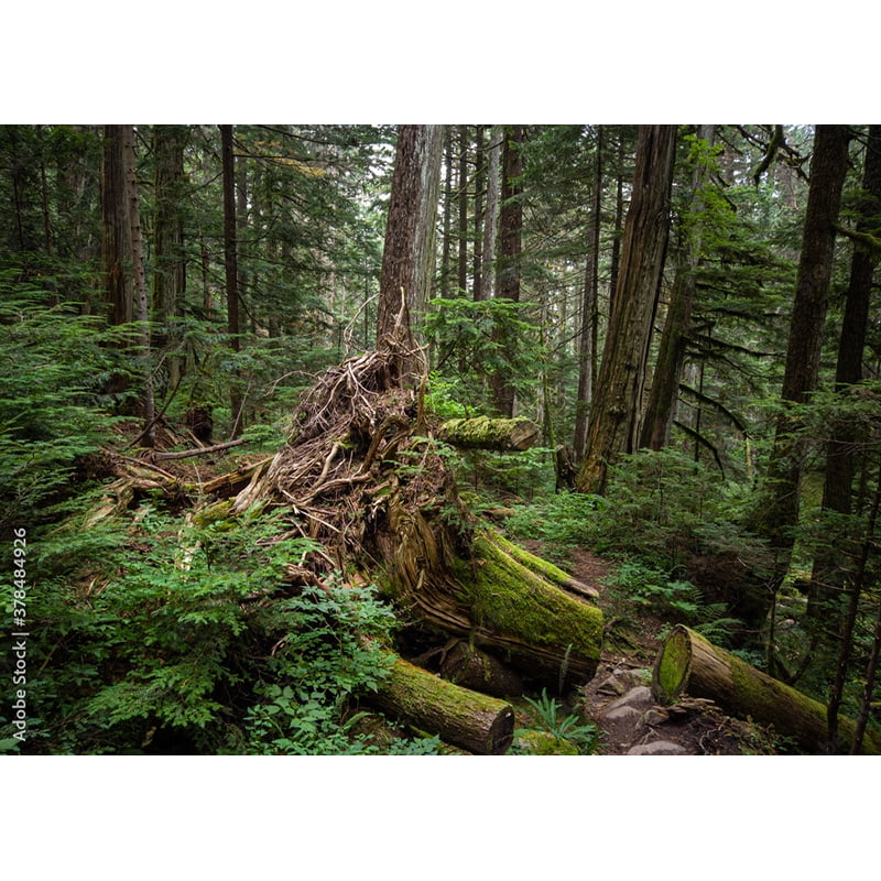 Fallen Trees In Green Virgin Coniferous Forest Photography Backdrops ...