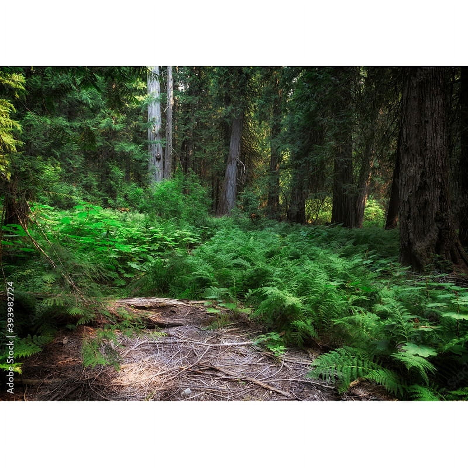 Fallen Trees In Green Virgin Coniferous Forest Photography Backdrops ...