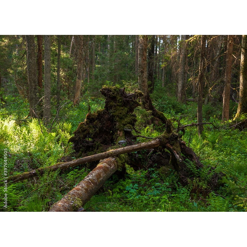 Fallen Trees In Green Virgin Coniferous Forest Photography Backdrops ...