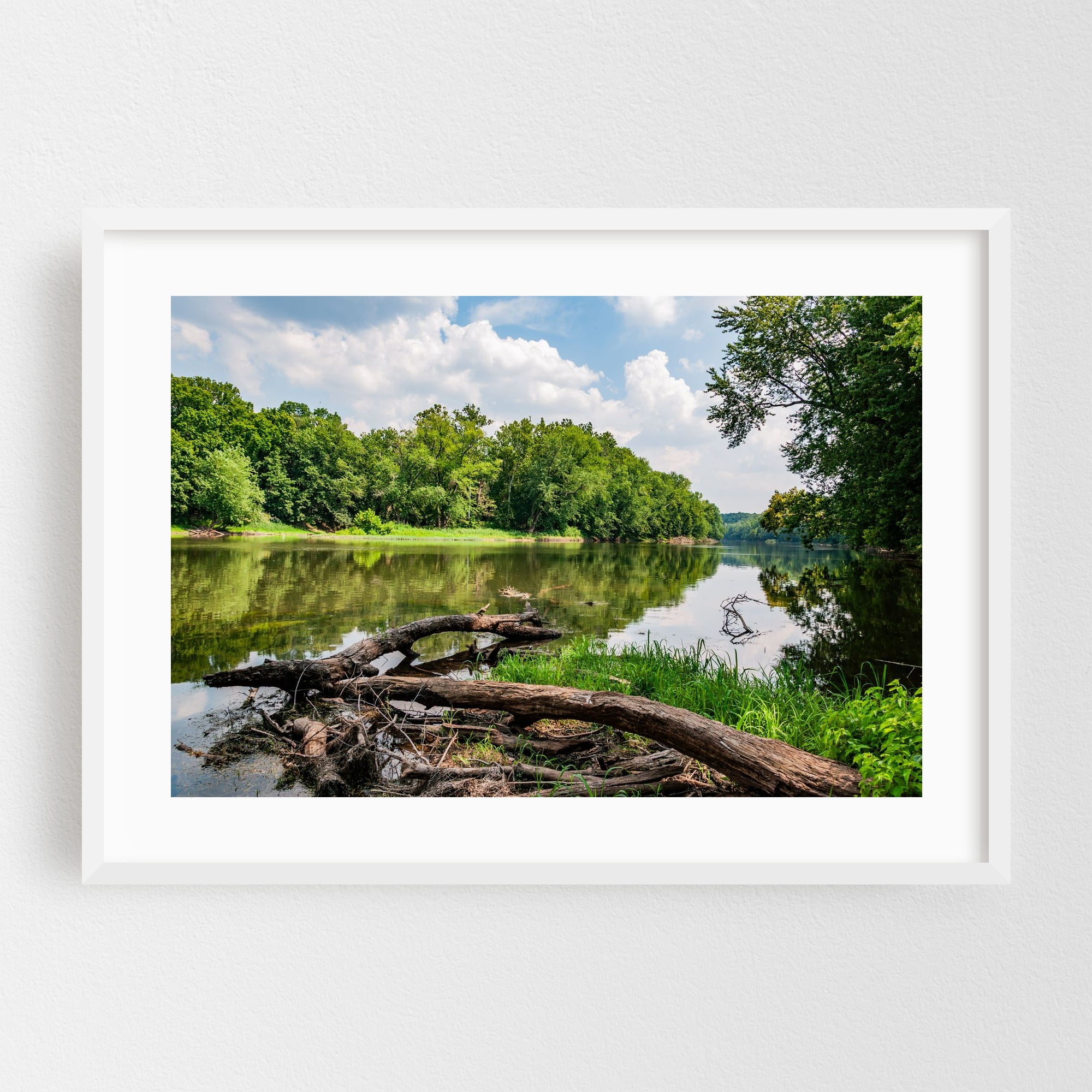 Fallen Trees in the Potomac River on a Summer Day - Leesburg Virginia ...