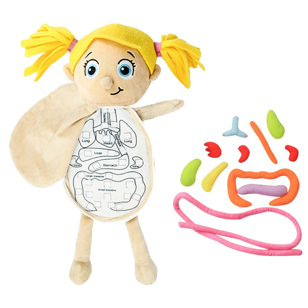 Falleo Clearance Human Body Anatomy Toy Human Body Organ Doll Model ...