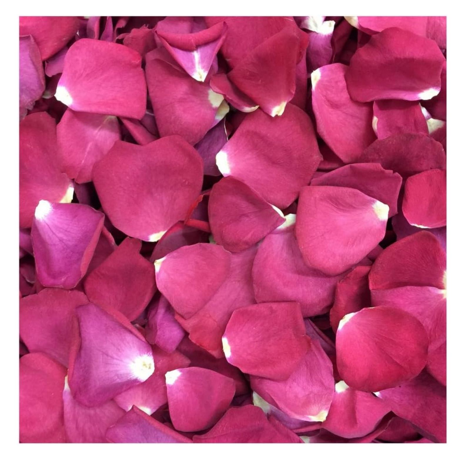 Falling In Love Rose Petals. 15 cups of Preserved Freeze-dried Real ...