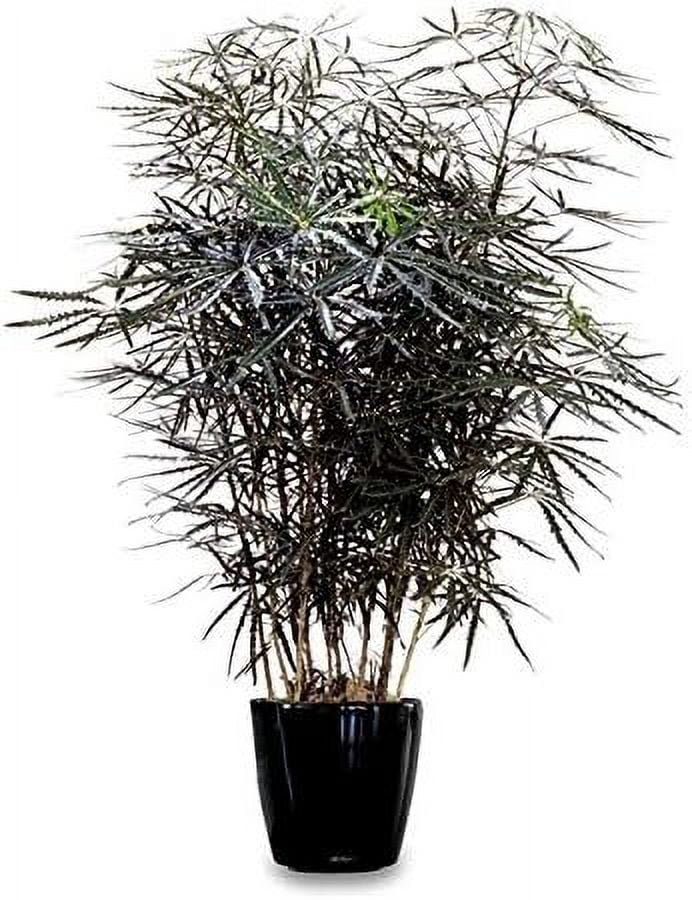 False Aralia - Live Plant in a 10 Inch Pot - Schefflera Elegantissima ...