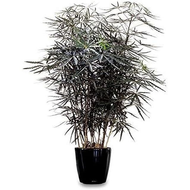 False Aralia - Live Plant in a 10 Inch Pot - Schefflera Elegantissima ...